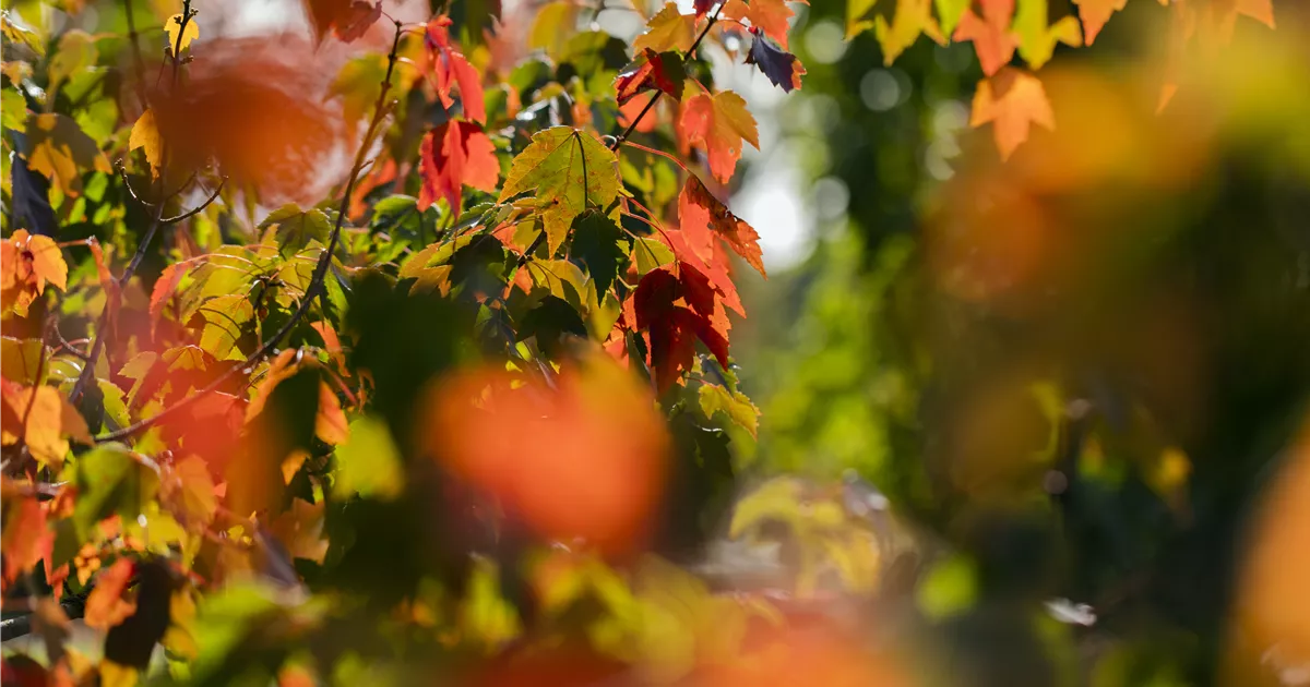 Acer rubrum 'Sun Valley'